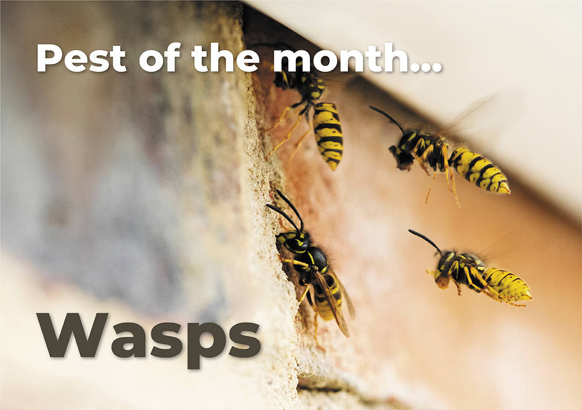 Rat Removal Do’s & Don’ts - Area Pest Control Services UK